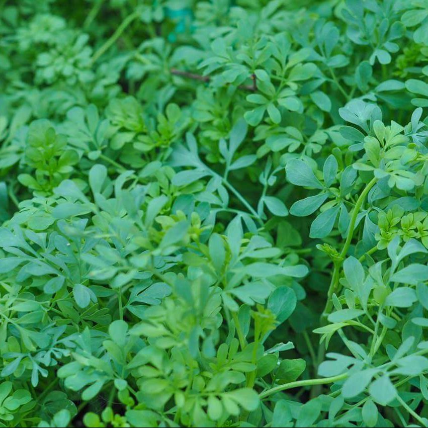 3 Ervas Naturais poderosas em feitiços e rituais de Proteção